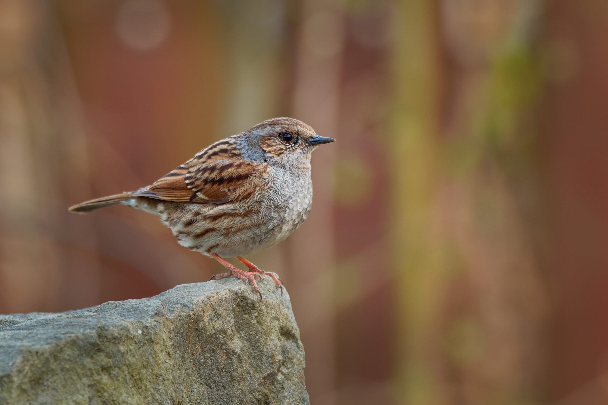 January Wildlife - Bird Songs And Nest Boxes | Blog | BioScapes